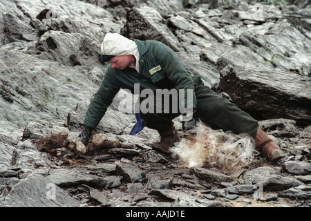 Oil clean up West Angle Bay Sea Empress oil spill Stock Photo - Alamy