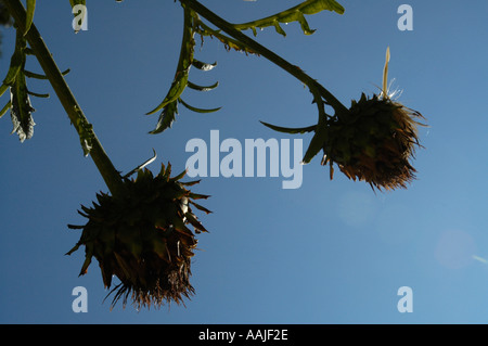 Crimea, world famous botanical garden of Nikita, persian acacia ...