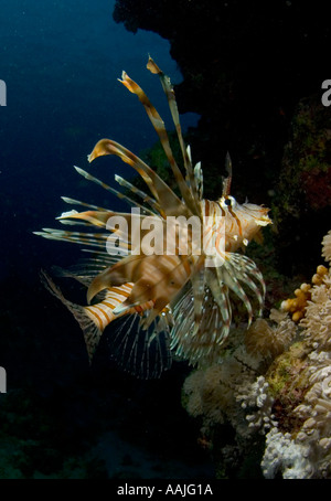 Lion Fish in the Red Sea in clear blue water hunting for food ...