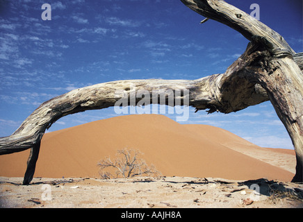 Sand dunes, Camel thorn trees (Vachellia erioloba) at the front ...