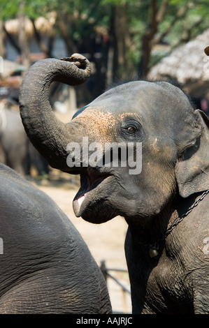 An elephant plays the harmonica at the Elephant Training Center in Mae ...