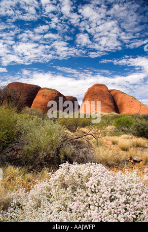 Wildflowers Uluru Kata Tjuta National Park World Heritage Area Northern ...