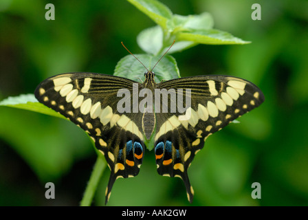 Emperor Swallowtail Butterfly (papilio ophidicephalus) NAtive to easten ...