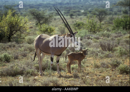 A mother and Baby Gemsbok (oryx Gazelle) stand in the Kalahari regeon ...