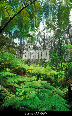 Native Hawaiian forest with Ohia trees (Metrosideros polymorpha ...