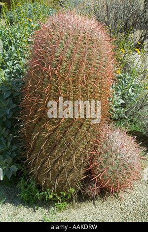 Compass Barrel cactus Stock Photo - Alamy