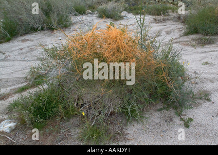 Parasitic Orange Dodder Anza Borrego State Park California Stock Photo ...