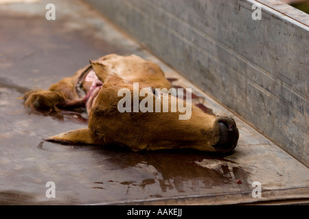 Severed cow s head market Muang Sing Laos Stock Photo - Alamy