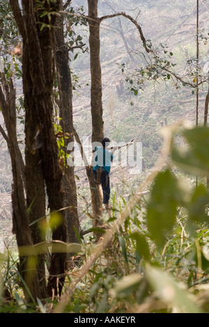 Man swings an axe at a tree to clear forest near Phongsaly Laos Stock ...