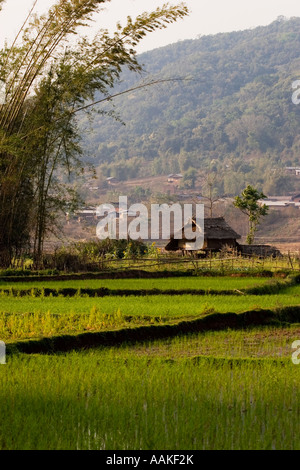 Rice fields near Ou Thai Pongsaly province Laos Stock Photo - Alamy