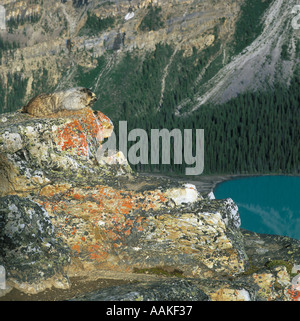 Angry squirrel in the mountains Stock Photo - Alamy