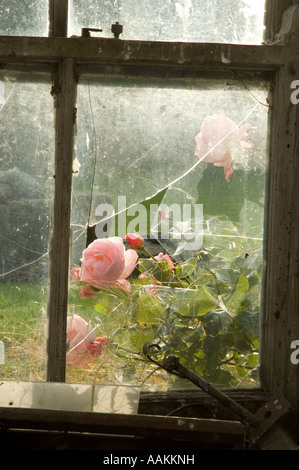 Rose through broken window, North Yorkshire England UK Stock Photo - Alamy