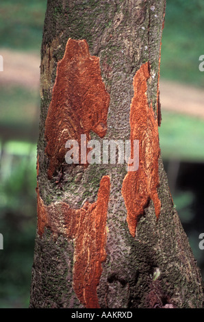 Brazilwood tree National tree of Brazil Caesalpinia echinata commonly ...