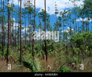 Everglades National Park Fl the pinelands sunset slash pine tree ...