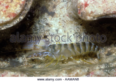 Pistol shrimp (Alpheidae Stock Photo: 13092960 - Alamy
