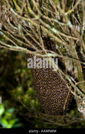 Hive of wild rainforest bees hanging on tree in the Danum Valley ...