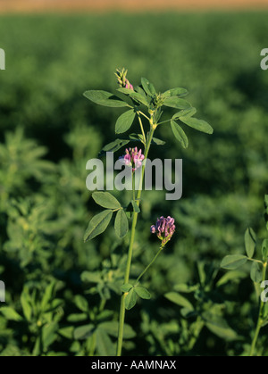 Pink flower alfalfa crop in Saskatchewan Canada Stock Photo - Alamy