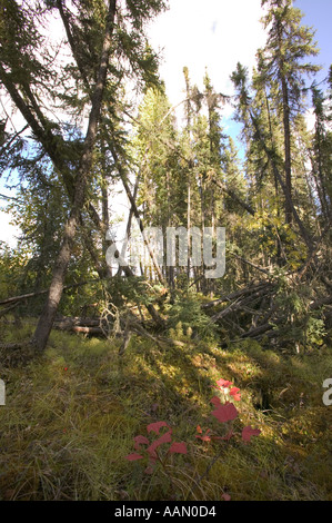 Drunken forests caused by global warming induced permafrost melt ...