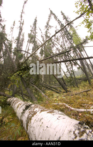 Drunken forests caused by global warming induced permafrost melt ...