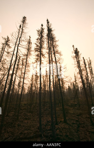 Black Spruce trees burnt out by the worst forest fires in alaska a ...