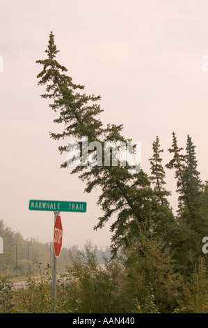 Drunken forests caused by global warming induced permafrost melt Stock ...