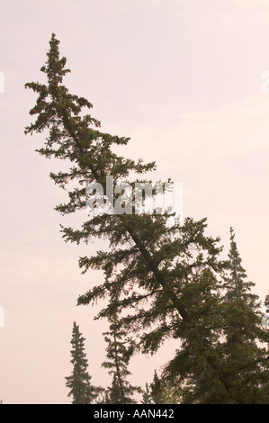 Drunken forests caused by global warming induced permafrost melt Stock ...