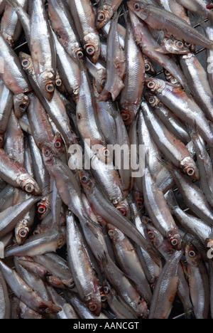 Stack of fresh sardine (Limnothrissa miodon) fish also called Sambaza ...