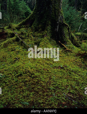 Famous Hoh Rain Forest on the Olympic Peninsula in Washington - FORKS ...