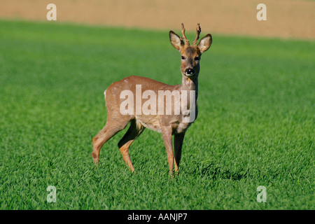 Roe buck on a grain field Stock Photo - Alamy