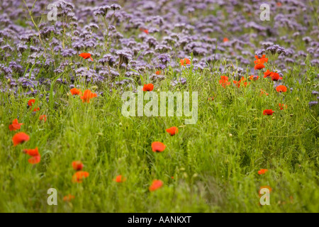 Field of Phacelia and wild poppies Hampshire England UK Stock Photo - Alamy