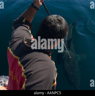 Ryan Johnson marine biologist and shark scientist prepares a tag for ...