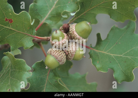 Quercus pubescens, Downy Oak acorn Stock Photo - Alamy