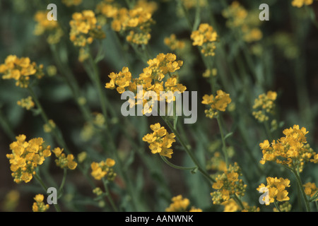 Golden alyssum (Aurinia saxatilis) yellow flowers in full bloom during ...