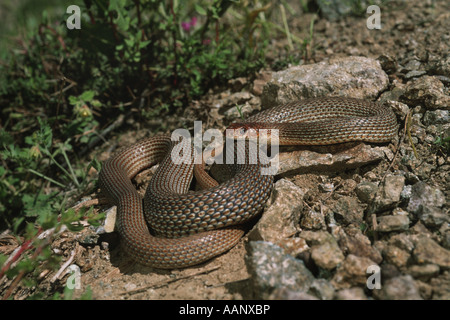 Schmidts Whip Snake (Dolichophis schmidti), in habitat, Iran, Zandschan ...