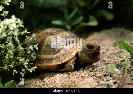 Zagros Mountains Tortoise (Testudo perses, Testudo graeca perses ...