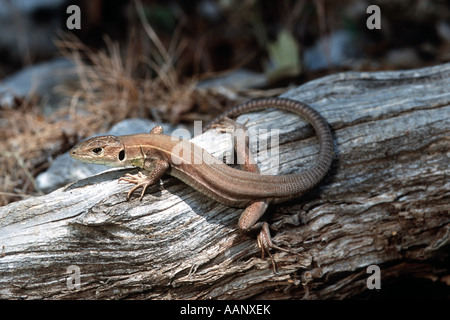 lizard (Lacerta pamphylica), in habitat, Turkey, Antalya Stock Photo ...