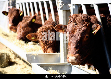 Rare breed, RED RUBY DEVON CATTLE at Kingston Lacy estate, Dorset UK in ...