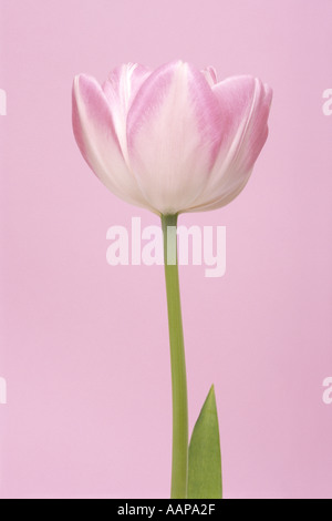 A pink Tulip flower Stock Photo - Alamy
