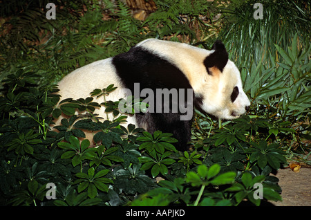 Anan, Male Giant Panda, Ocean Park, Hong Kong, China Stock Photo - Alamy