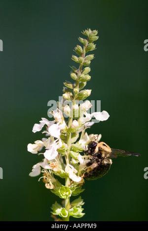 Bumble bee on germander flower spike Smaller bee watching Stock Photo ...