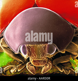 Been spotted by bird Stock Photo - Alamy