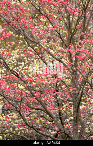 pink white dogwood tree branches on blue sky background Stock Photo - Alamy