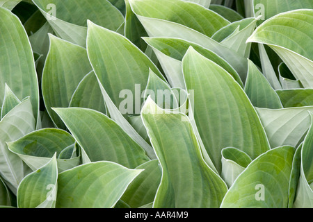 Patch of hostas, starting their Spring growth Stock Photo - Alamy