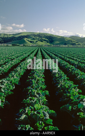 Cauliflower vegetable food photograph Stock Photo - Alamy
