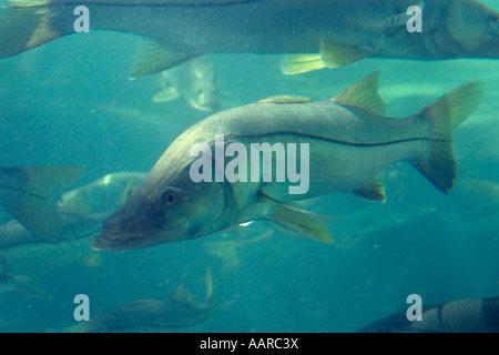 Common snook Centropomus undecimalis Homosassa Springs Wildlife State ...