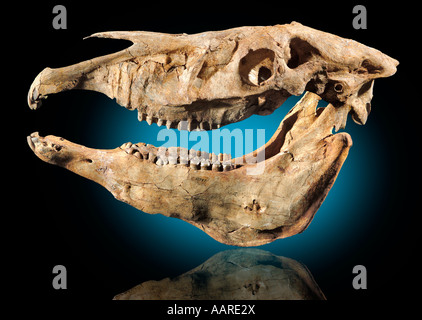 Plesippus shoshoensis, Fossil Horse Skull, Pliocene, Hagerman Lake ...