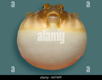 A small common blowfish or puffer fish in its defensive posture Stock ...