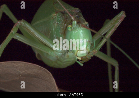 True katydid Pterophylla camellifolia grooming leg central Pennsylvania ...