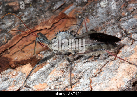 Wheel bug Arilus cristatus Predaceous bug in the assassin bug ...
