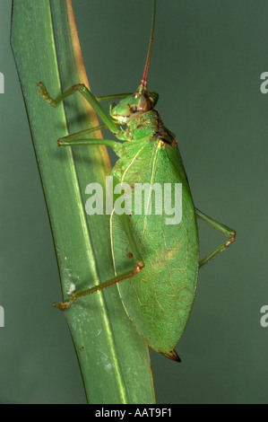 True katydid Pterophylla camellifolia Female with long blade like ...
